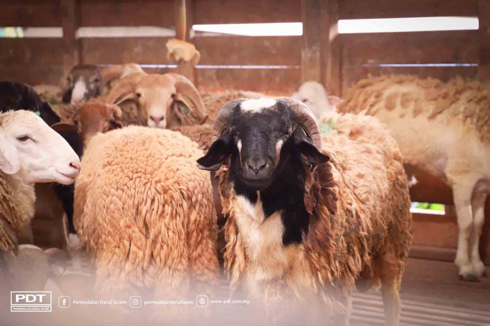 PDT KUNJUNGI OSMAN GOAT FARM BAGI MELIHAT SISTEM PENTERNAKAN KAMBING ...